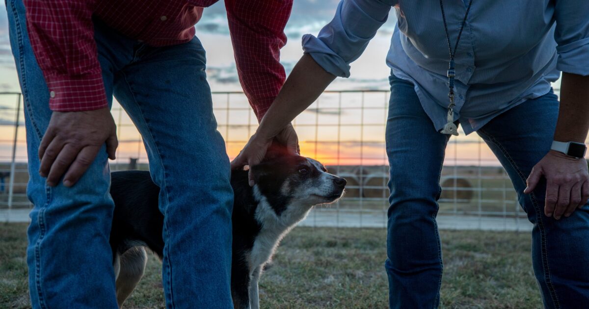 Celebrating Agriculture’s Top Dogs | The Zipline | American Farm Bureau ...